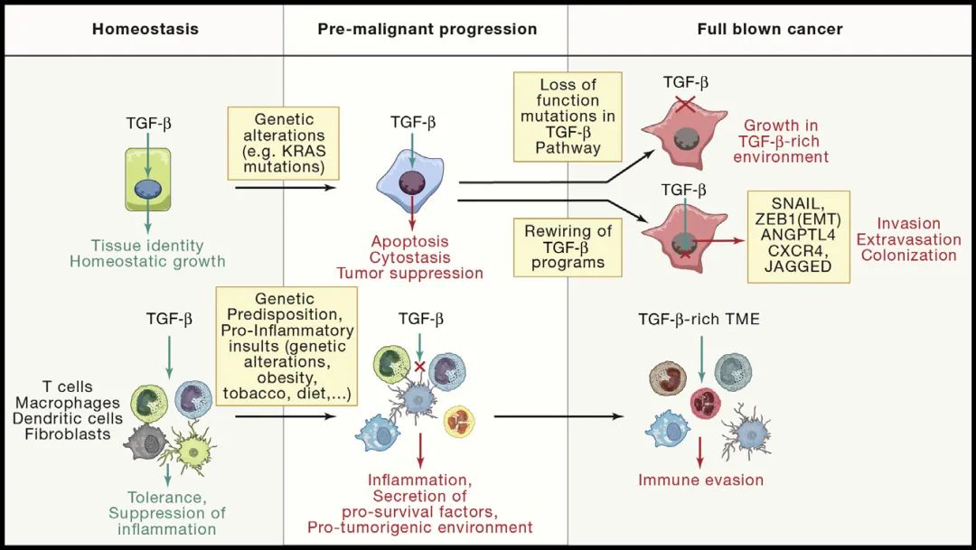 TGF-β腫瘤免疫療法.ALK-1.latency-associated peptide.LAP.arginine-glycine-aspartic acid.RGD.GARP - 最新消息 ...